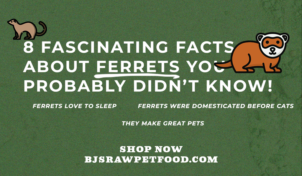 8 Fascinating Facts About Ferrets You Probably Didn’t Know