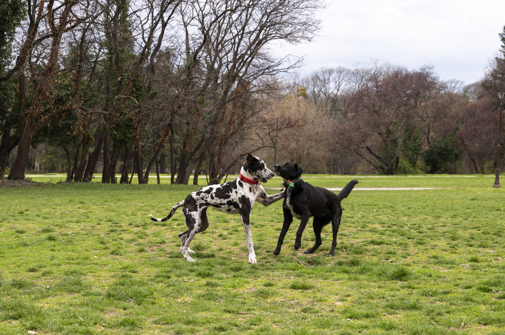 Frozen vs. Fresh Meat Dog Food: What’s Best for Your Pet?