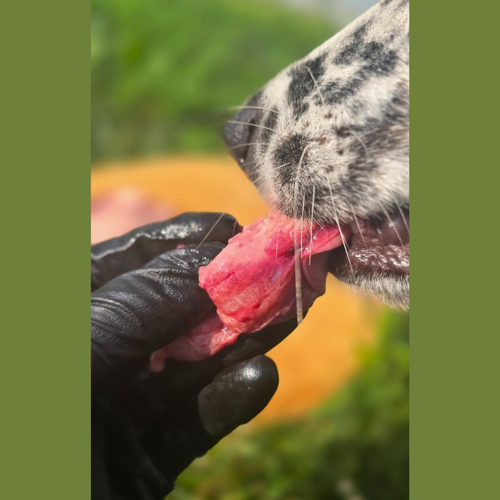 Beef Pancreas - BJ's Raw Pet Food