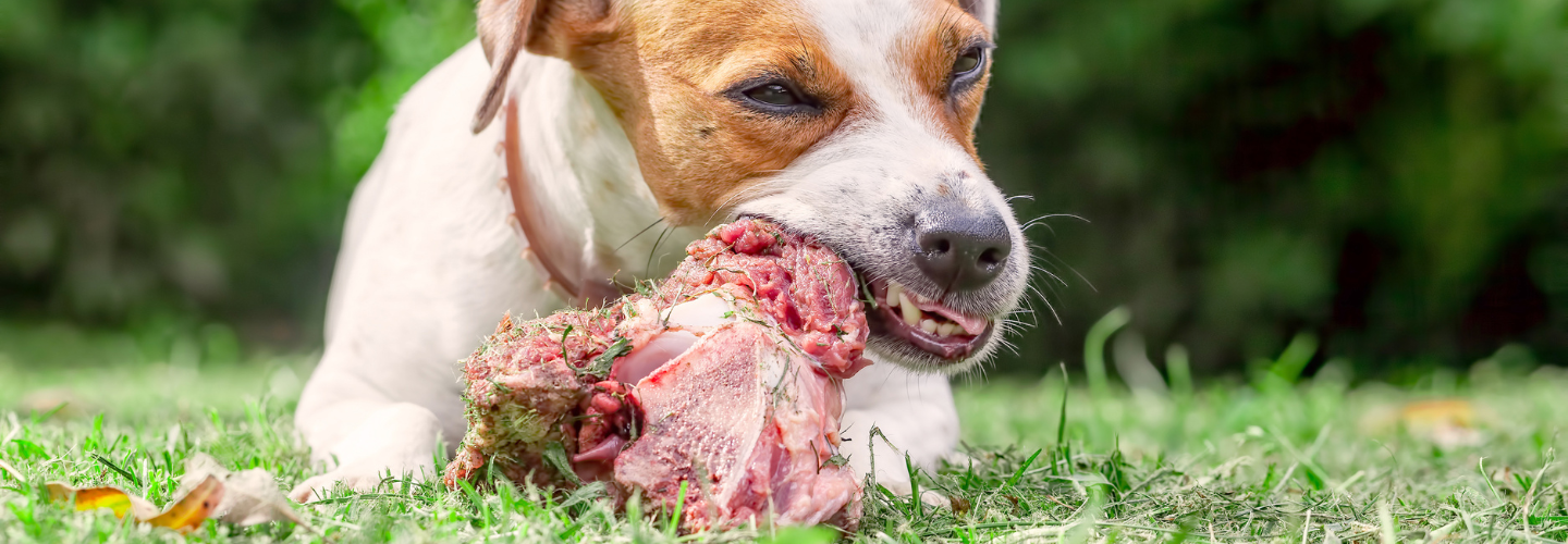 Raw Chews | BJ's Raw Pet Food